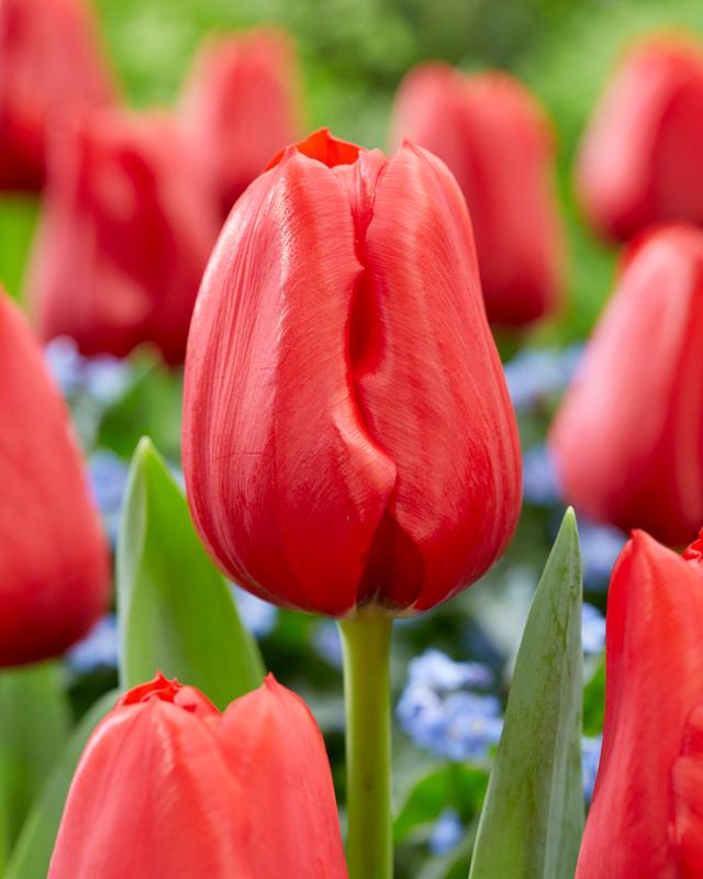 Tulipa Triumph 'West Frisian Fire' Tulip from ADR Bulbs