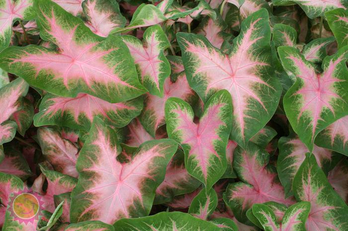 Caladium Fancy Leaf 'Kathleen' (Ships in Spring) Caladium from ADR Bulbs