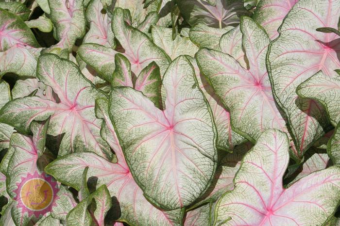 Caladium Fancy Leaf 'Summer Pink' (Ships in Spring) Caladium from ADR Bulbs