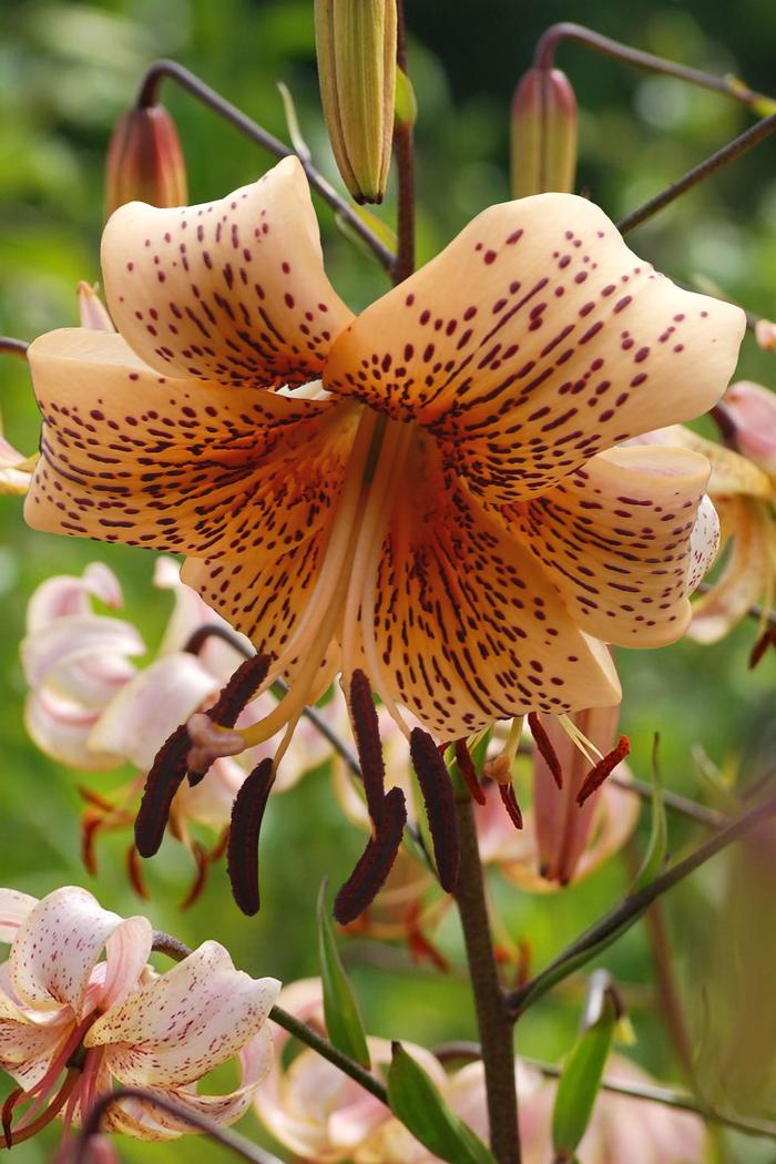Lilium Tiger 'Tiger Babies' (Ships in Spring) Lily from ADR Bulbs