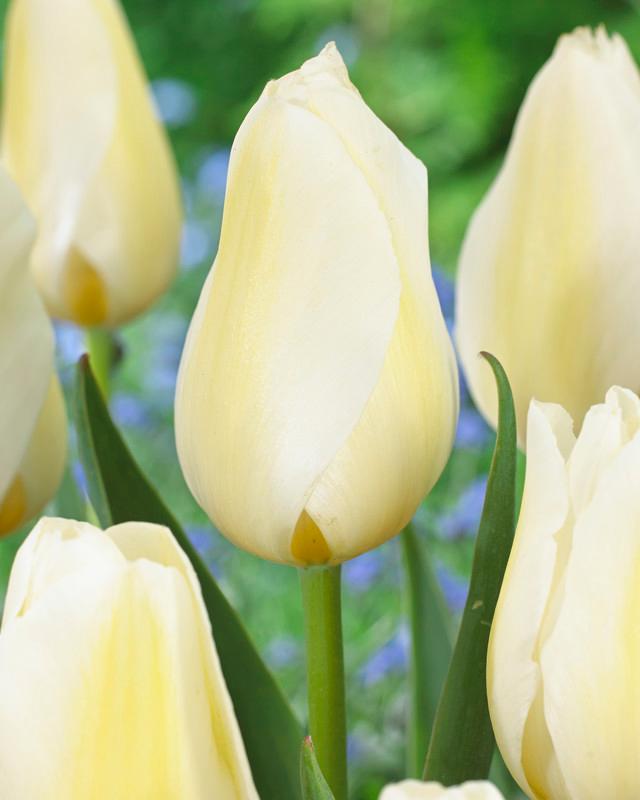Tulipa Triumph 'Orleans' Tulip from ADR Bulbs