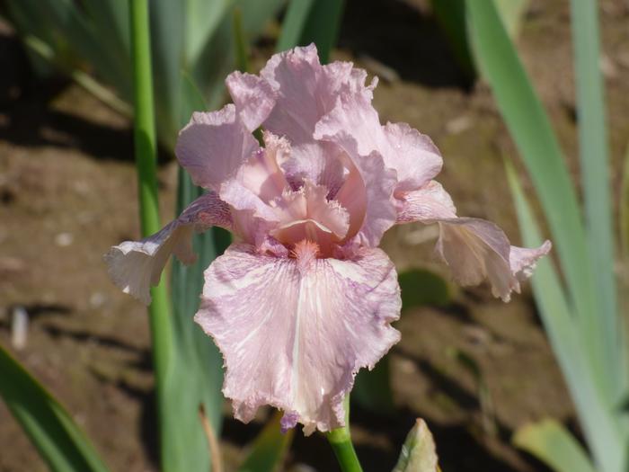 Iris Germanica 'Baboon Bottom' Bearded Iris from ADR Bulbs