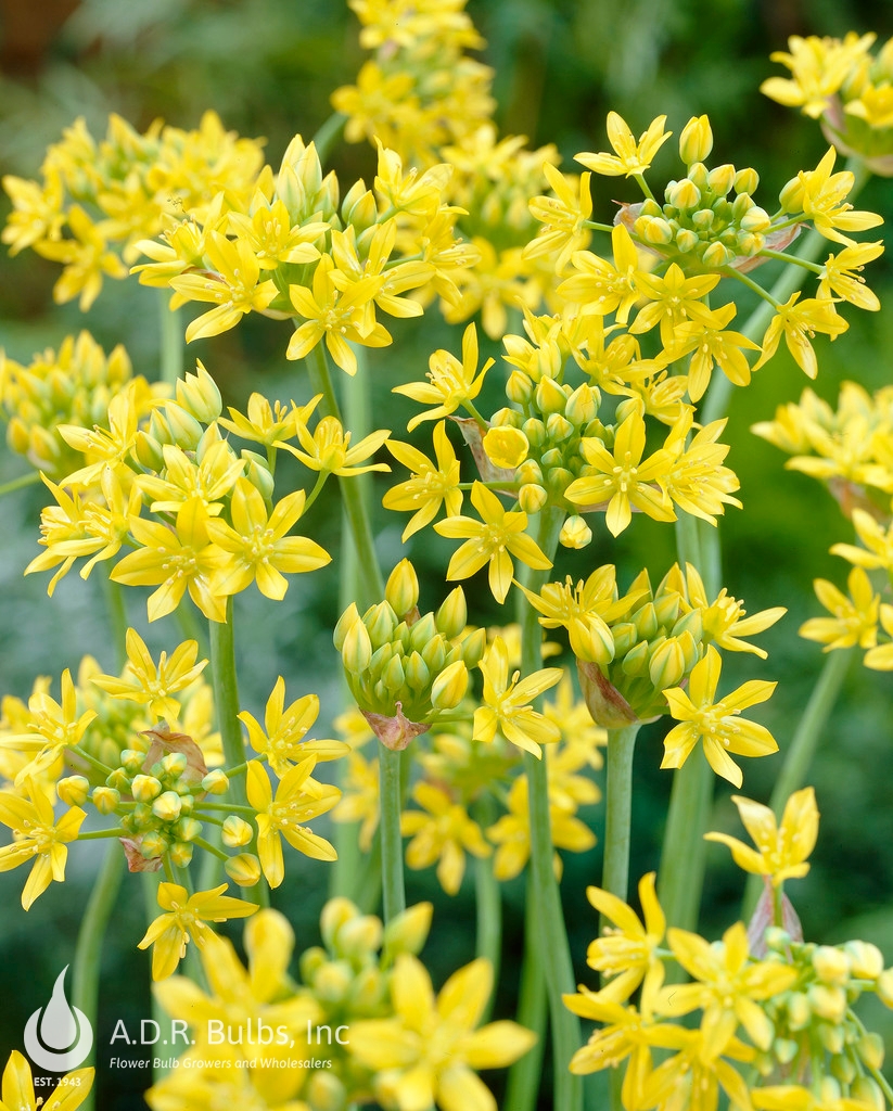 Allium miniature 'Moly' Ornamental Onion from ADR Bulbs