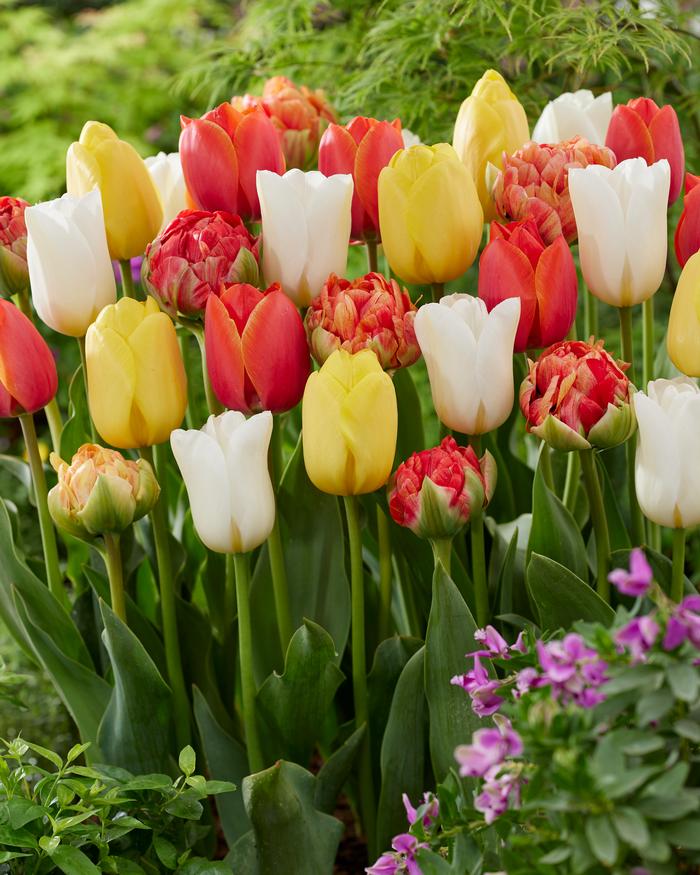 Tulipa Long-lasting 'Bold & Beautiful Mix' Tulip from ADR Bulbs
