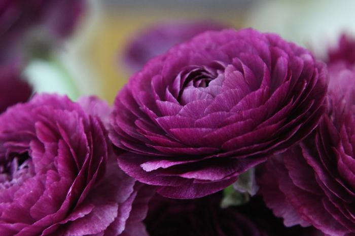 Ranunculus Tecolote 'Purple' Persian Buttercup from ADR Bulbs