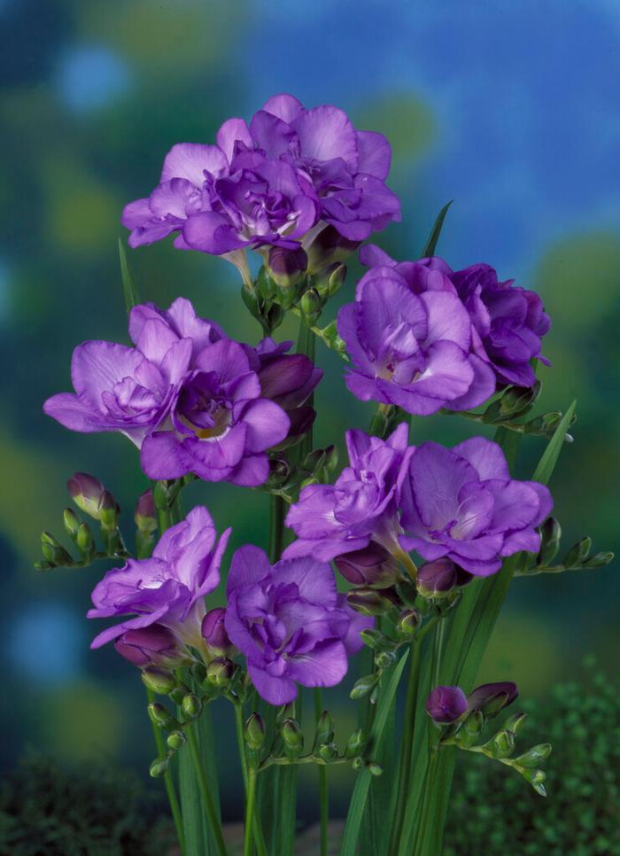 Freesia 'Double Purple' from ADR Bulbs