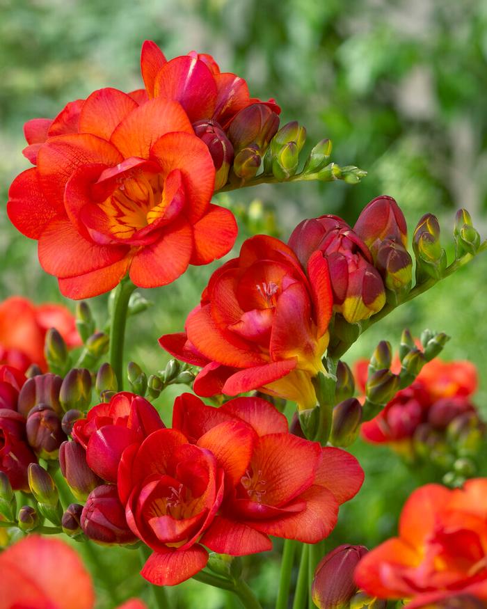 Freesia 'Double Red' from ADR Bulbs