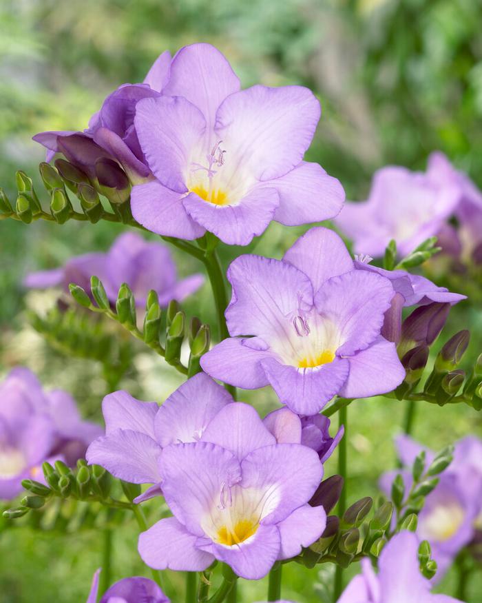 Freesia 'Single Blue' from ADR Bulbs