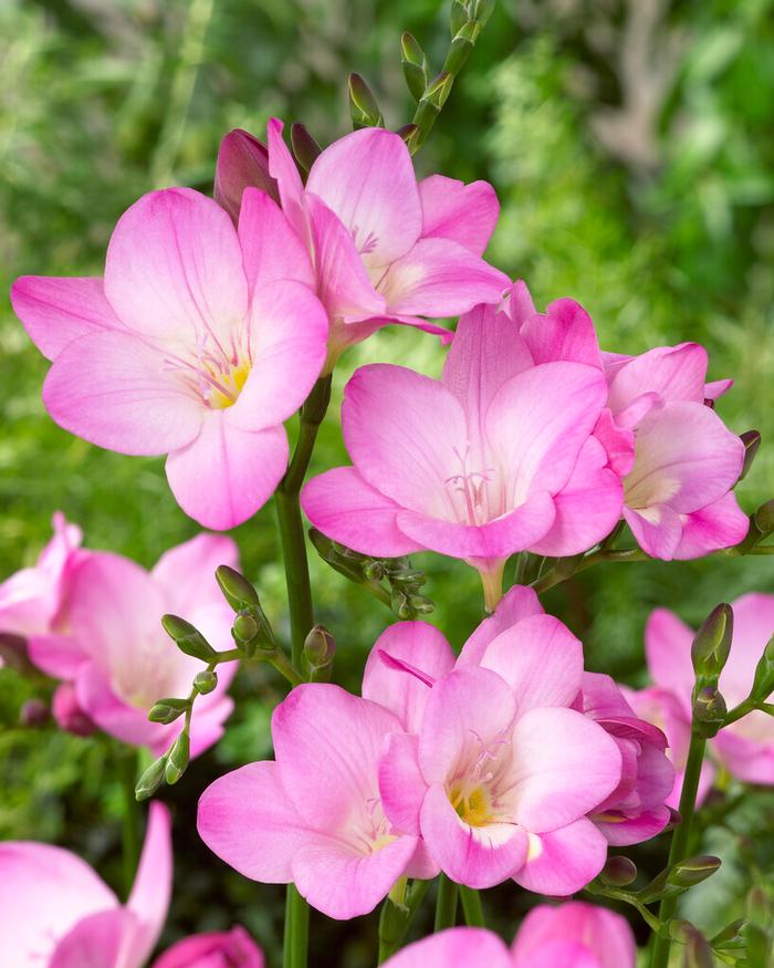 Freesia 'Single Pink' from ADR Bulbs