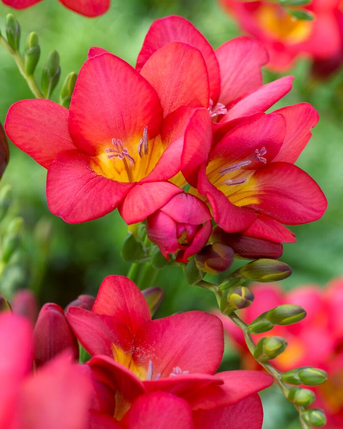 Freesia 'Single Red' from ADR Bulbs