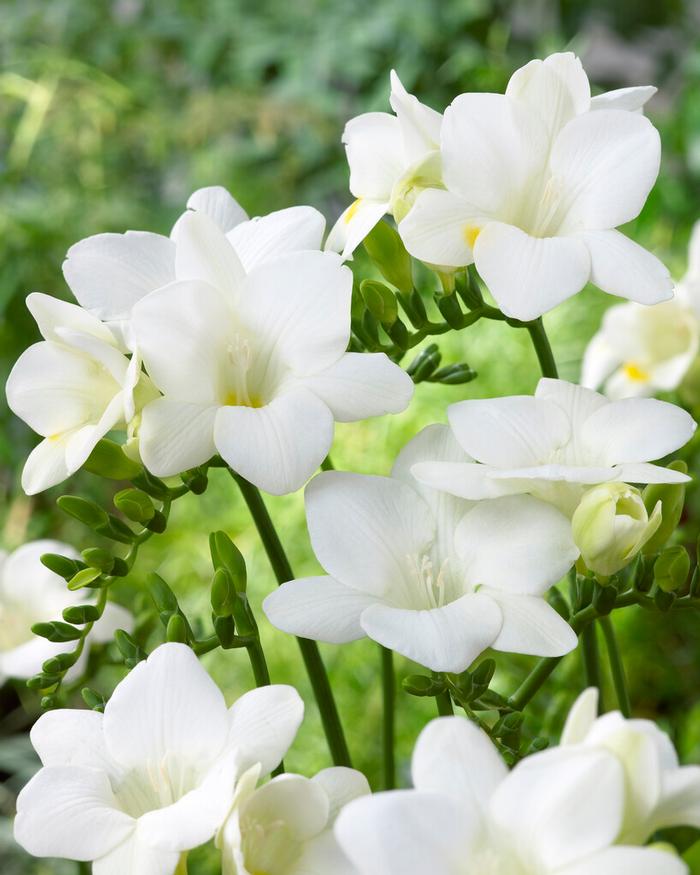 Freesia 'Single White' from ADR Bulbs
