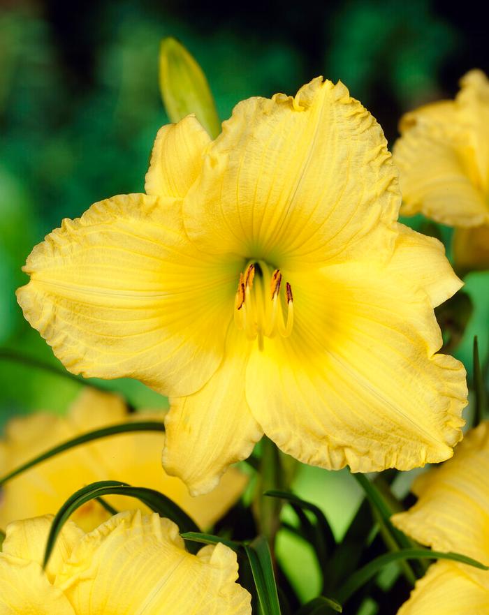 Hemerocallis Compact Rebloomer 'Big Time Happy' (Spring) Daylily from ...
