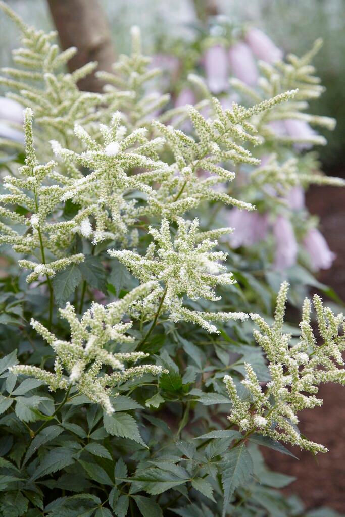 Astilbe Washington (Ships in Spring) Astilbe from ADR Bulbs