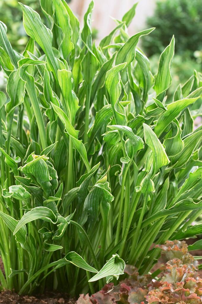 Hosta Praying Hands (Ships in Spring) Hosta from ADR Bulbs