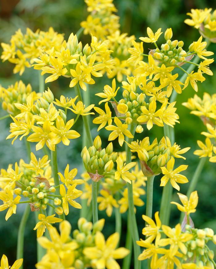 Allium Miniature 'Moly' Ornamental Onion from ADR Bulbs
