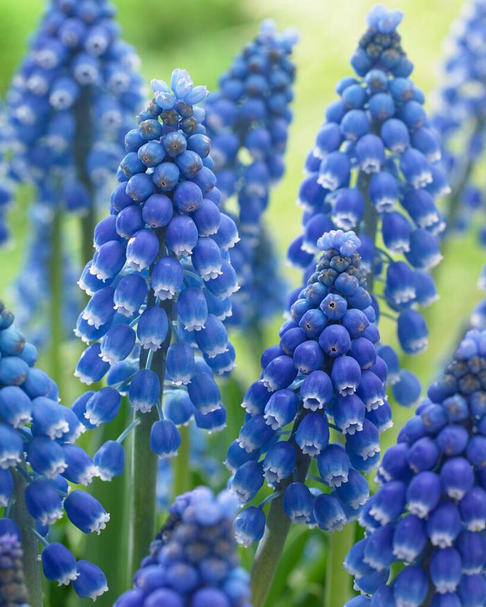 Muscari 'Big Smile' Grape Hyacinth from ADR Bulbs