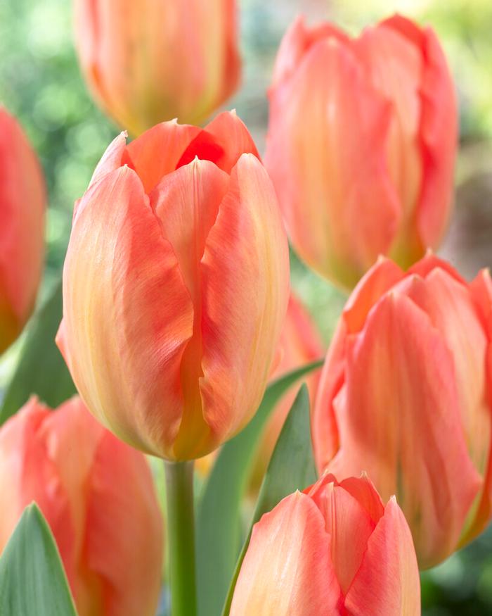 Tulipa Emperor 'Apricot Emperor' Tulip from ADR Bulbs