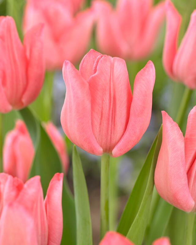 Tulipa Triumph 'Lydia' Tulip from ADR Bulbs