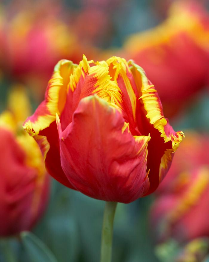 Tulipa Parrot 'Bright Parrot' Tulip from ADR Bulbs
