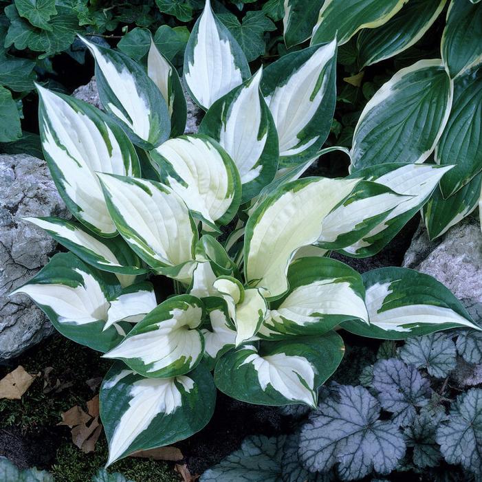 Hosta fortunei 'Fire and Ice' (Ships in Spring) Plantain Lily from ADR ...