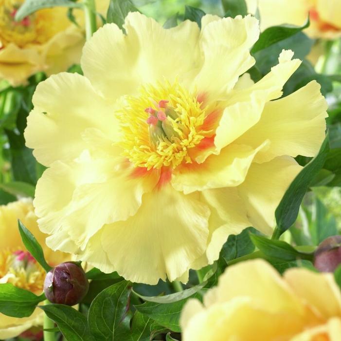 Paeonia Itoh 'Garden Treasure' (Ships in Spring) Intersectional Peony ...