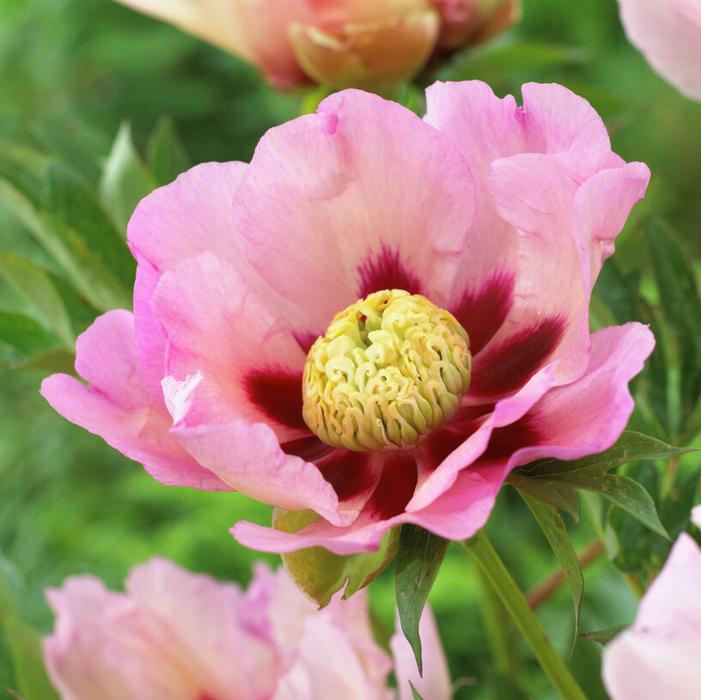 Paeonia Itoh 'Pastel Splendor' (Ships in Spring) Intersectional Peony ...