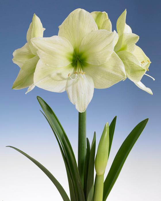 Amaryllis Peruvian 'Luna' Amaryllis from ADR Bulbs