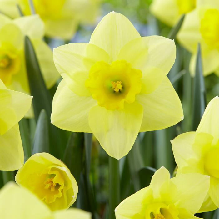 Narcissi Large Cupped 'Golden Salome' Daffodil from ADR Bulbs