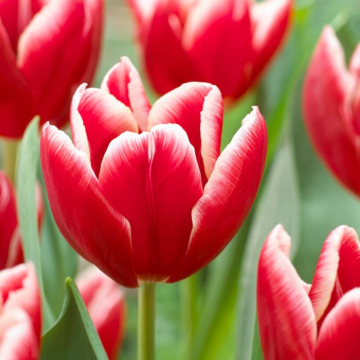 Tulipa Triumph 'Vampire' Tulip from ADR Bulbs