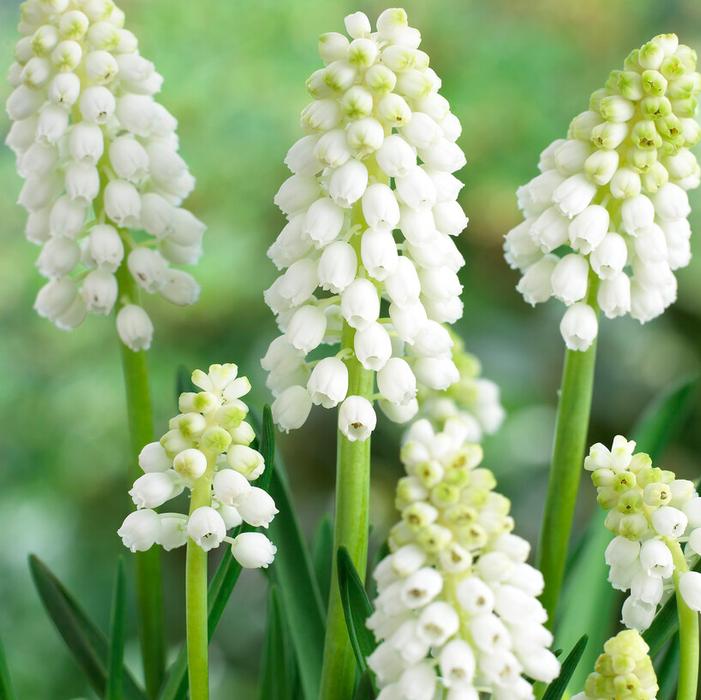 Muscari 'White Magic' Grape Hyacinth from ADR Bulbs