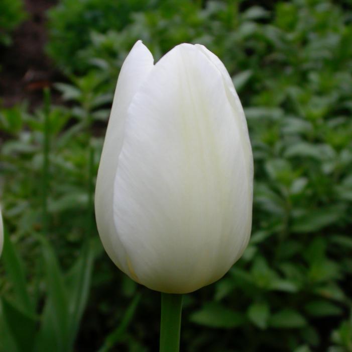 Tulipa Single Late 'Maureen' Tulip from ADR Bulbs