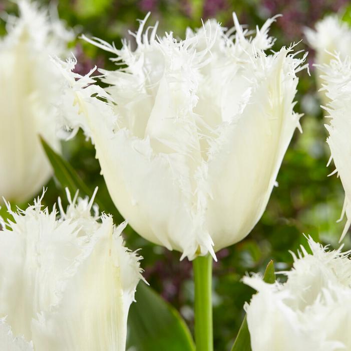 Tulipa Fringed 'Noordeinde' Tulip from ADR Bulbs