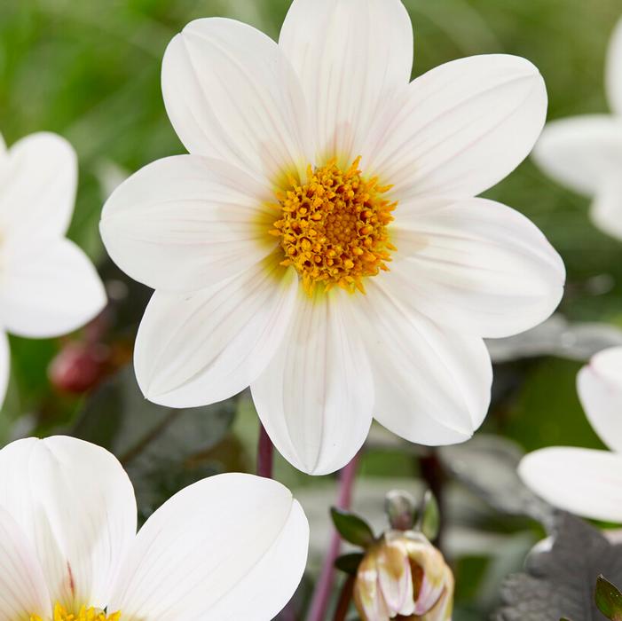Dahlia Collarette 'Dahlegria White' (Ships in Spring) Dahlia from ADR Bulbs