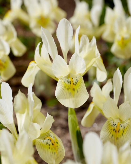 Iris Miniature 'Katherine's Gold' Dutch Iris from ADR Bulbs
