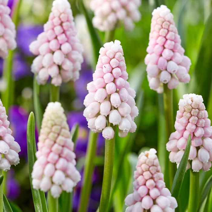 Muscari 'Pink Sunrise' Grape Hyacinth from ADR Bulbs