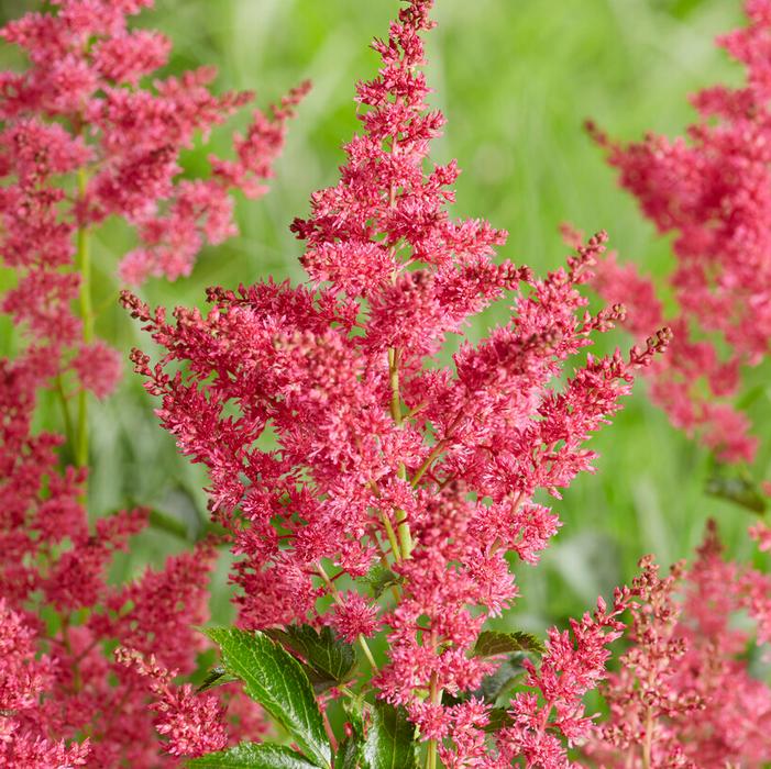 Astilbe chinensis 'Lowlands Ruby Red' (Ships in Spring) False Spirea ...