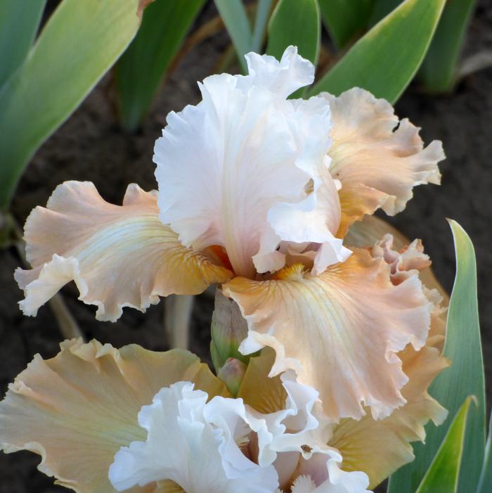 Iris Germanica 'Champagne Elegance' Bearded Iris from ADR Bulbs