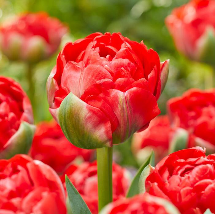 Tulipa Double Late 'Bombastic Red' Tulip from ADR Bulbs