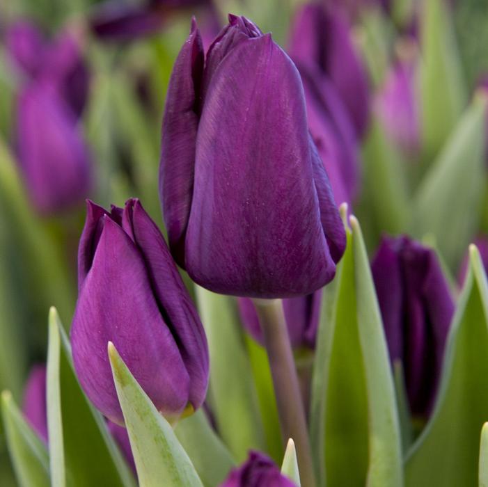 Tulipa Triumph 'Purple Surprise' Tulip from ADR Bulbs
