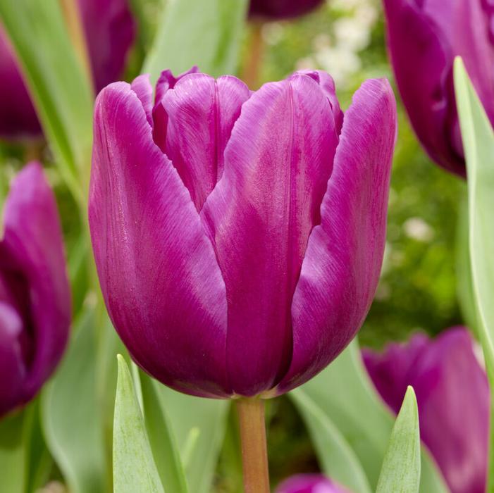 Tulipa Triumph 'Purple Rain' Tulip from ADR Bulbs