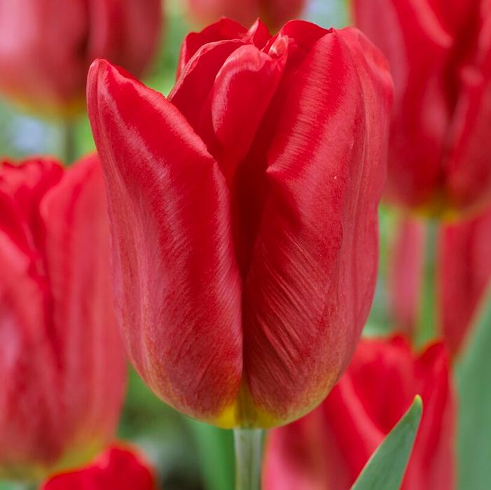 Tulipa Triumph 'Strong Fire' Tulip from ADR Bulbs