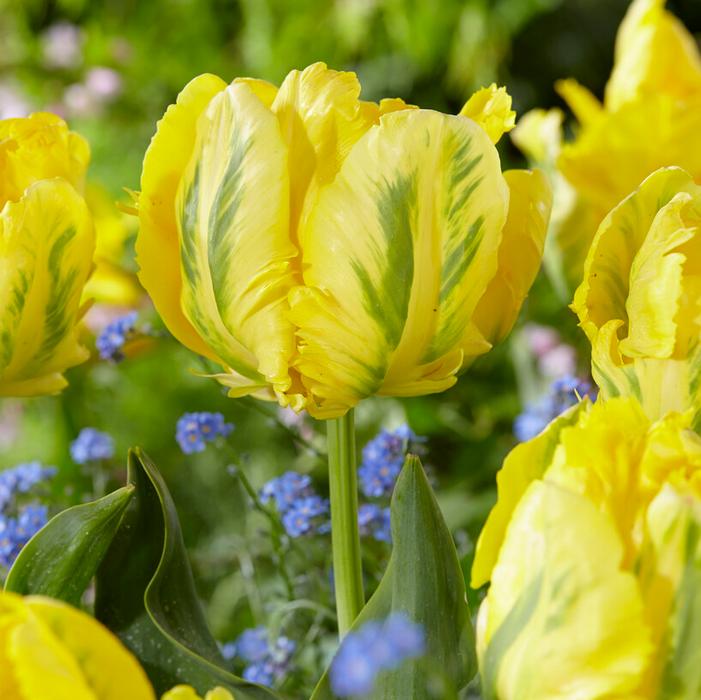 Tulipa Parrot 'Yellow Madonna' Tulip from ADR Bulbs