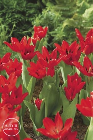 Tulipa small bunch flowering 'Praestans Fusilier' Tulip from ADR Bulbs