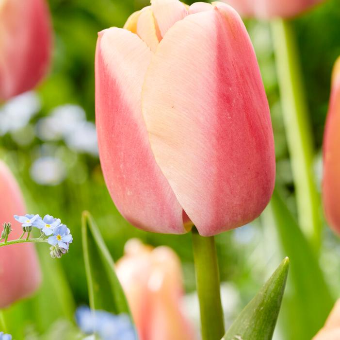 Tulipa Darwin Hybrid 'Coral Pride' Tulip from ADR Bulbs