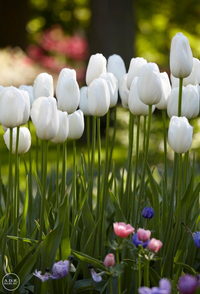 Tulipa single late 'Maureen' Tulip from ADR Bulbs