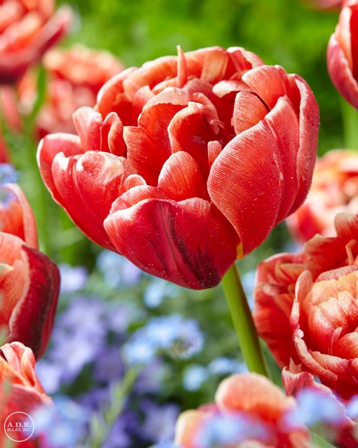 Tulipa double late 'Angelique' Tulip from ADR Bulbs