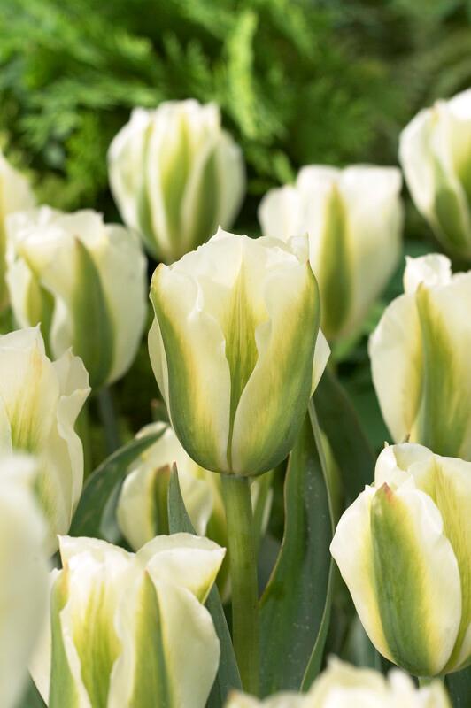 Tulipa green 'Spring Green' Tulip from ADR Bulbs