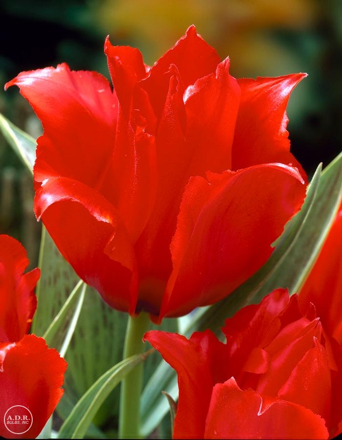 Tulipa greigii 'Princess Charmante' Tulip from ADR Bulbs
