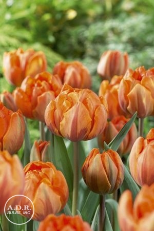 Tulipa double early 'Orange Princess' Tulip from ADR Bulbs