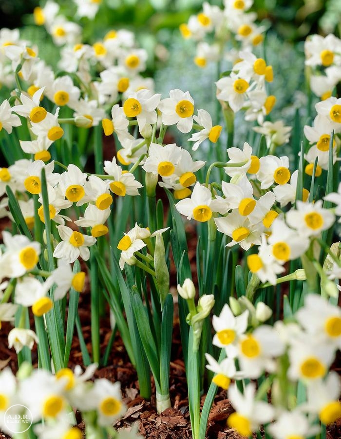 Narcissi miniature 'Canaliculatus' Daffodil from ADR Bulbs